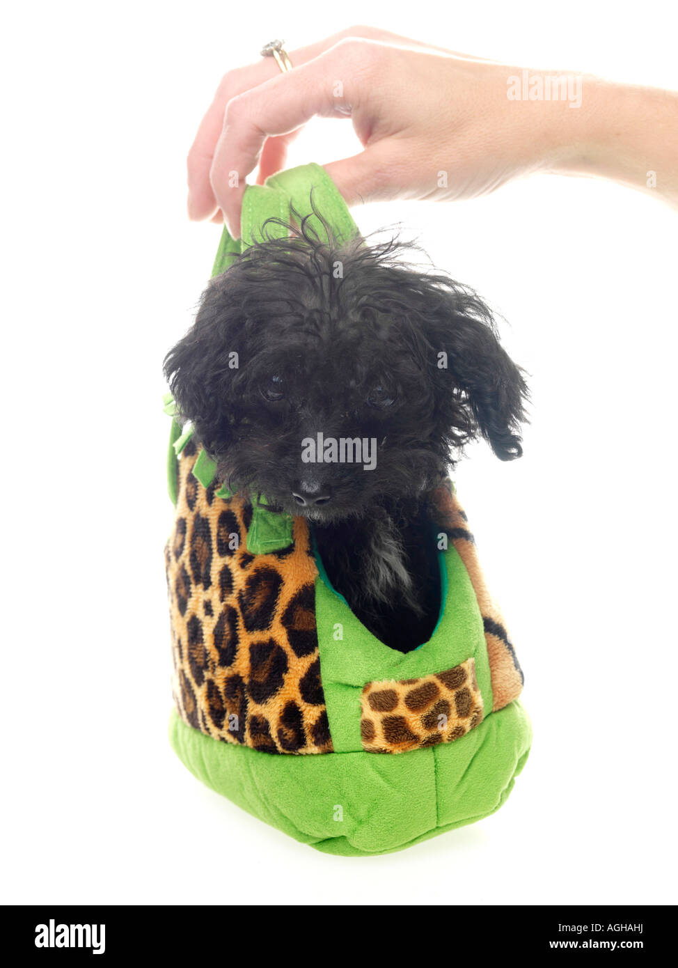 Puppy in Handbag Stock Photo - Alamy