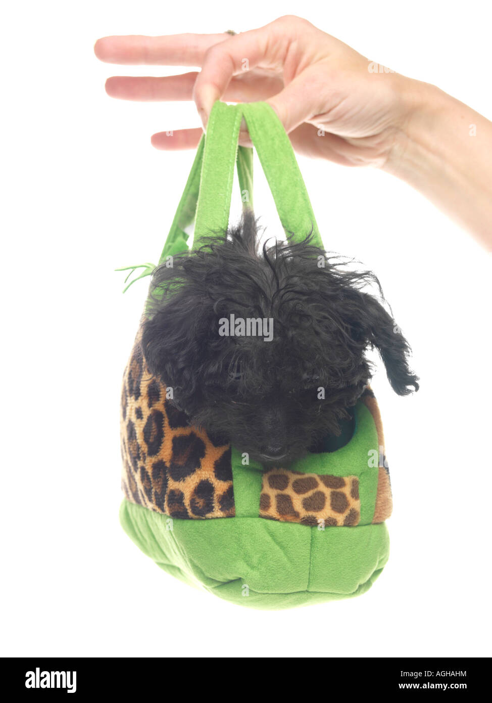 Puppy in Handbag Stock Photo - Alamy