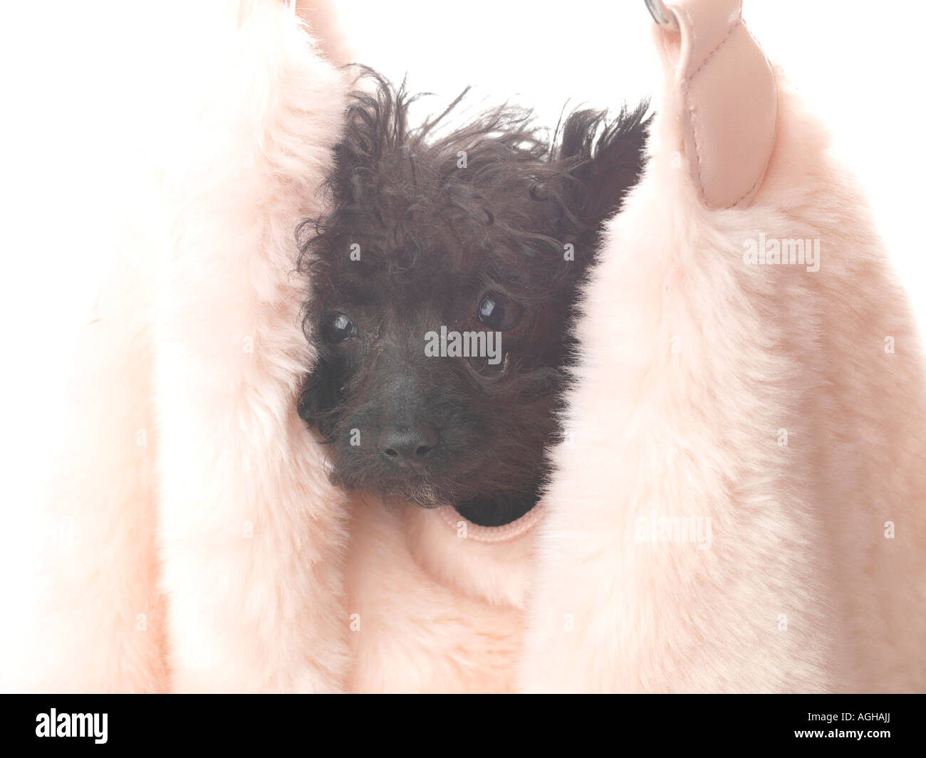 Puppy in Handbag Stock Photo - Alamy