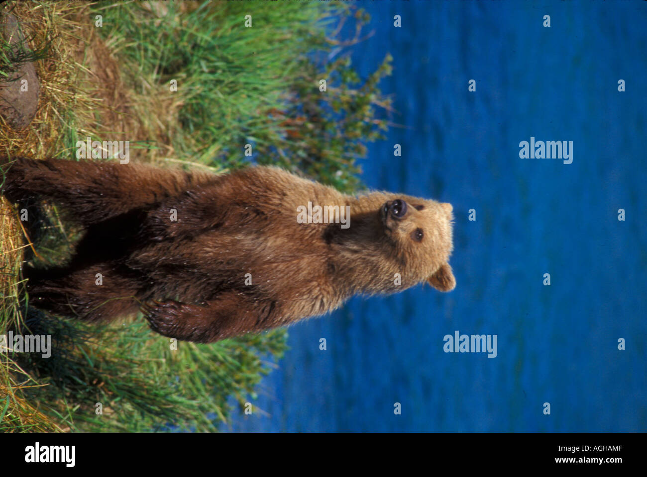 USA Alaska McNeil River Alaska State Game Sanctuary Brown Bears Ursus ...