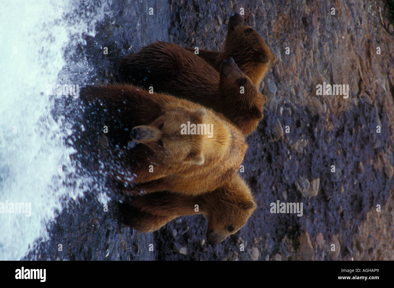 USA Alaska McNeil River Alaska State Game Sanctuary Brown Bears Ursus ...