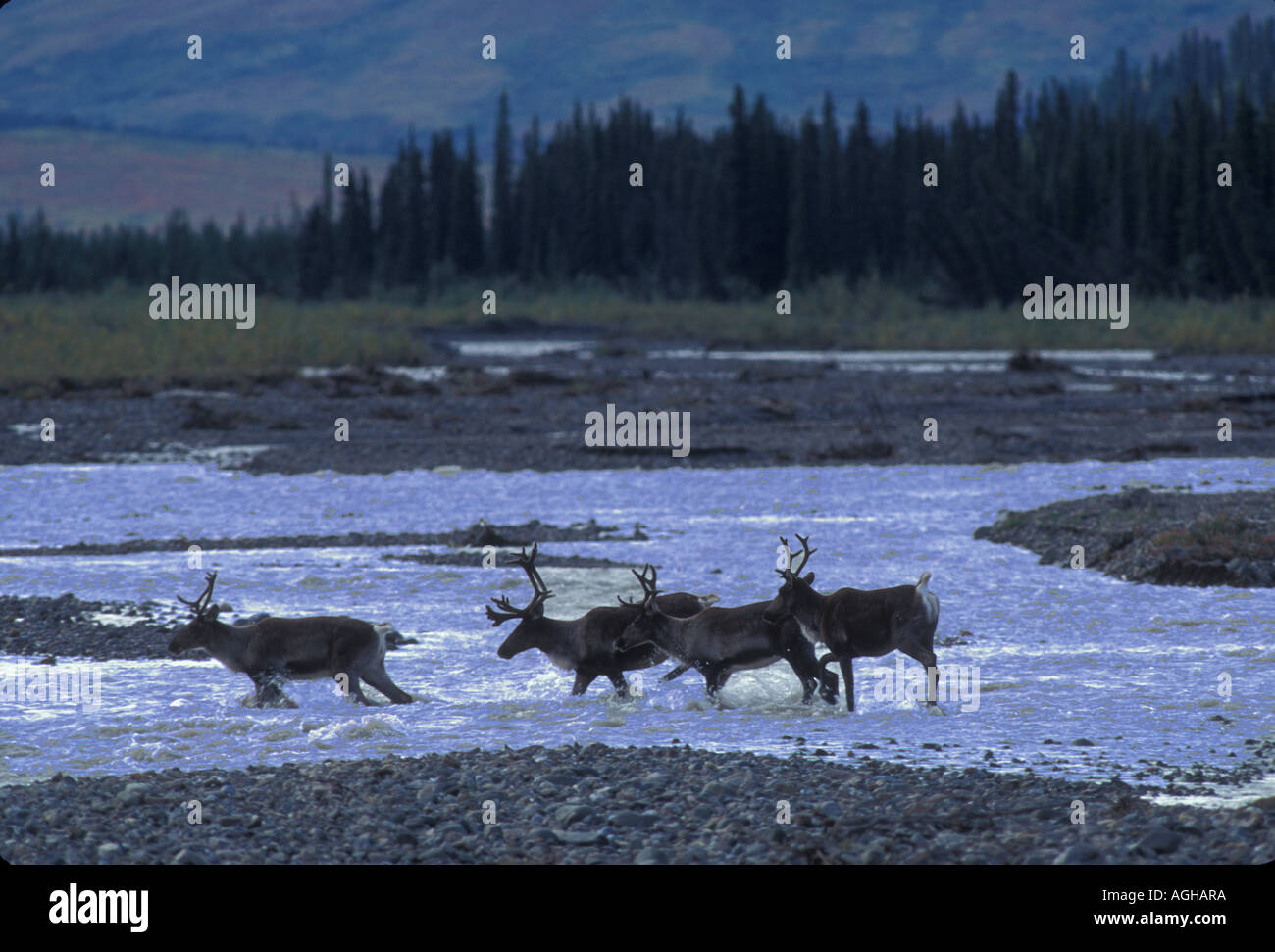 USA Alaska Denali National Park caribou crossing Teklanika River Stock ...