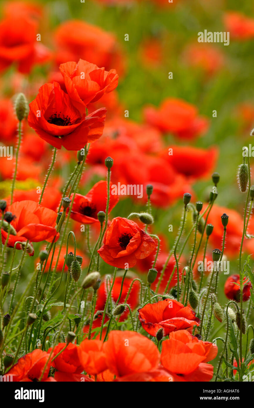 Flower of Poppy Stock Photo - Alamy