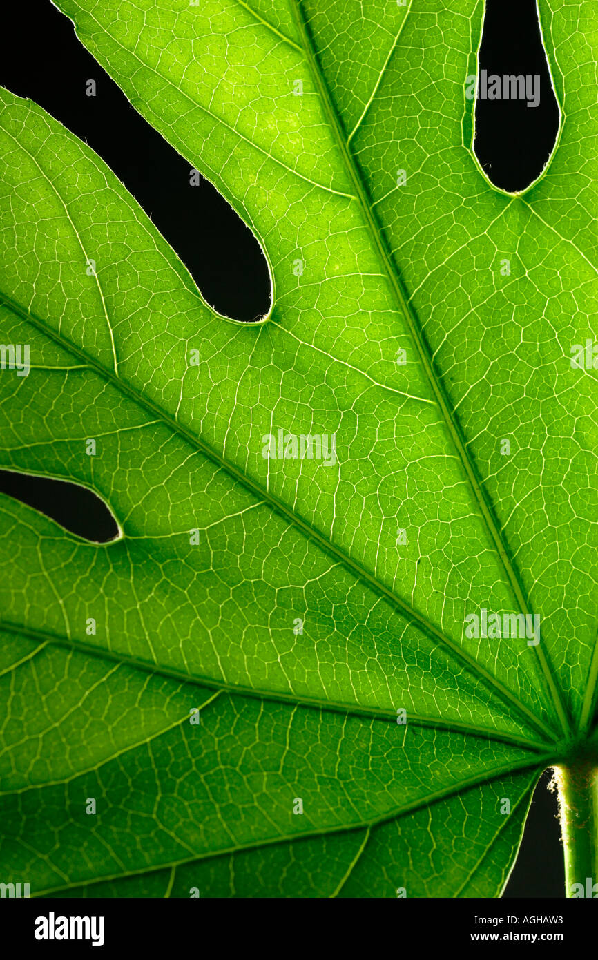 Veinule High Resolution Stock Photography and Images - Alamy