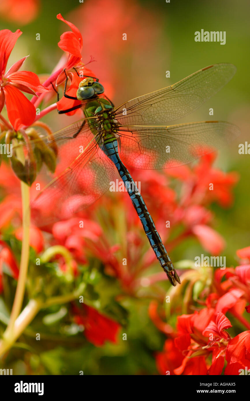 Emperor dragonfly at rest hi-res stock photography and images - Alamy