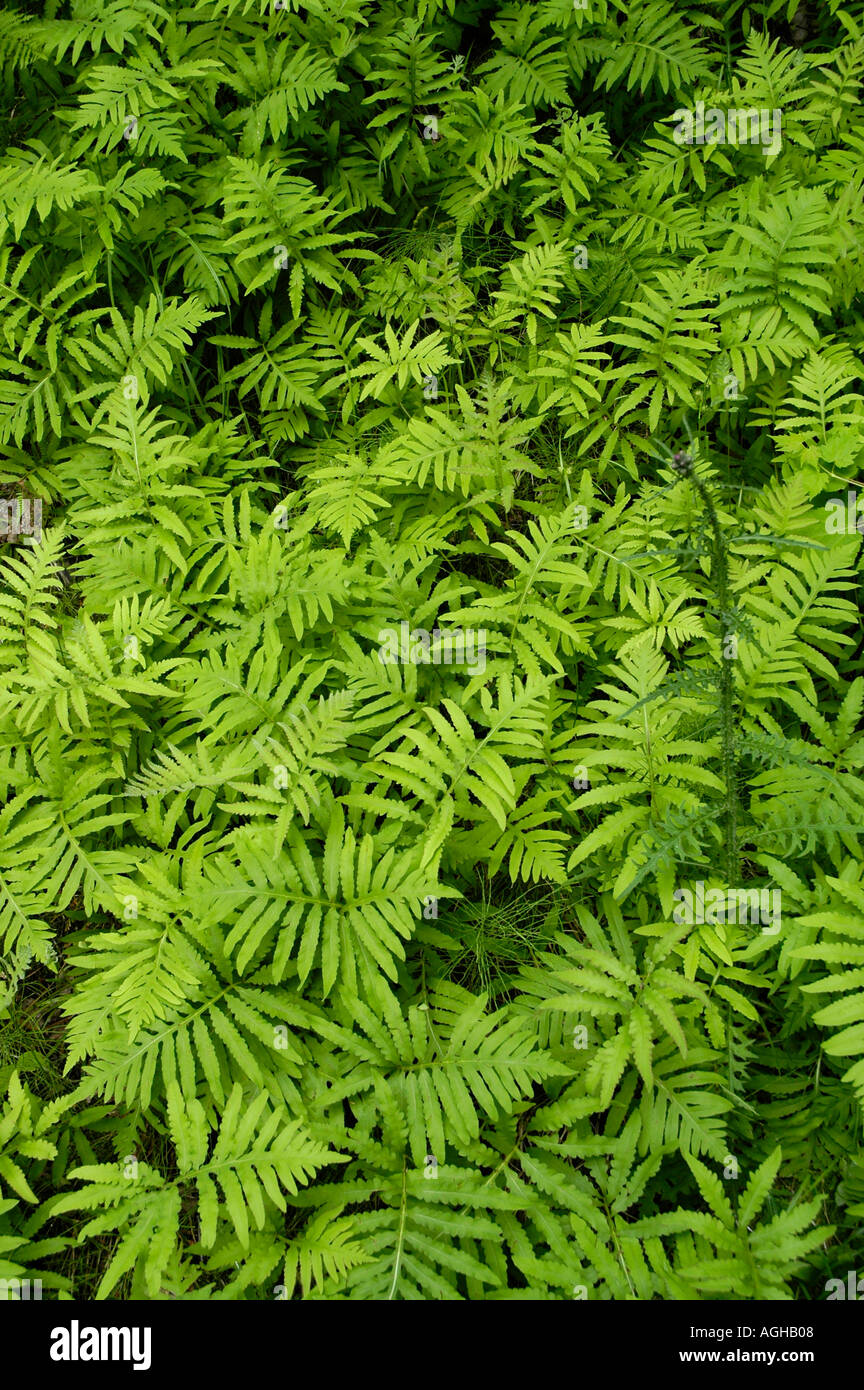 Seney National Wildlife Refuge System in Upper Peninsula Michigan Stock ...