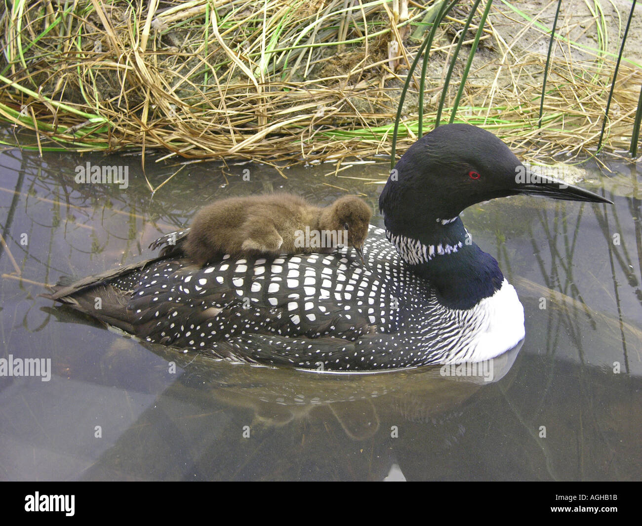 Seney National Wildlife Refuge System in Upper Peninsula Michigan Stock ...