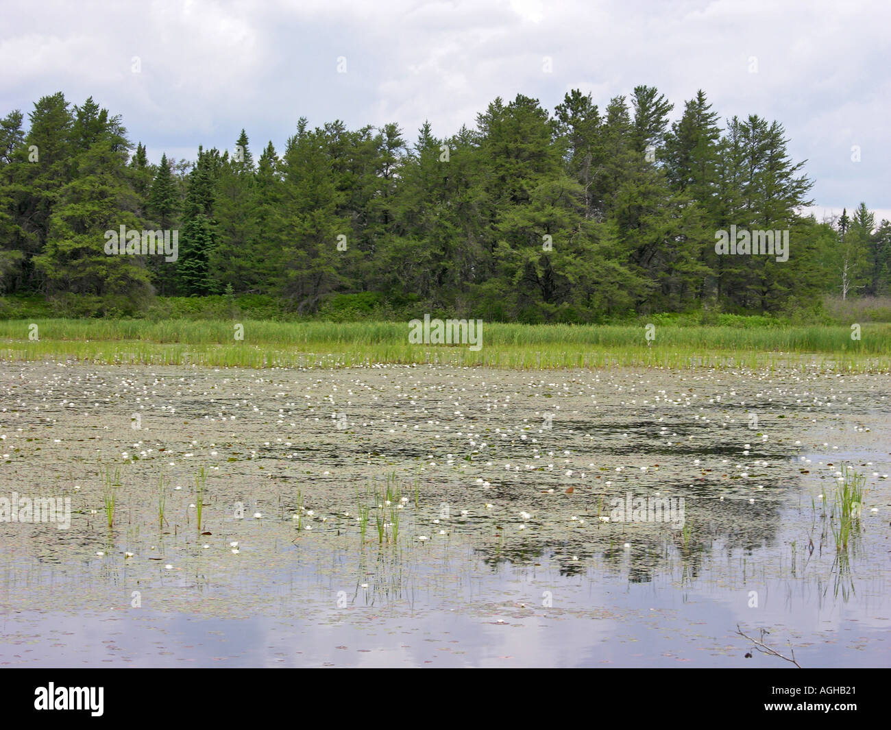 Seney wetlands hi-res stock photography and images - Alamy