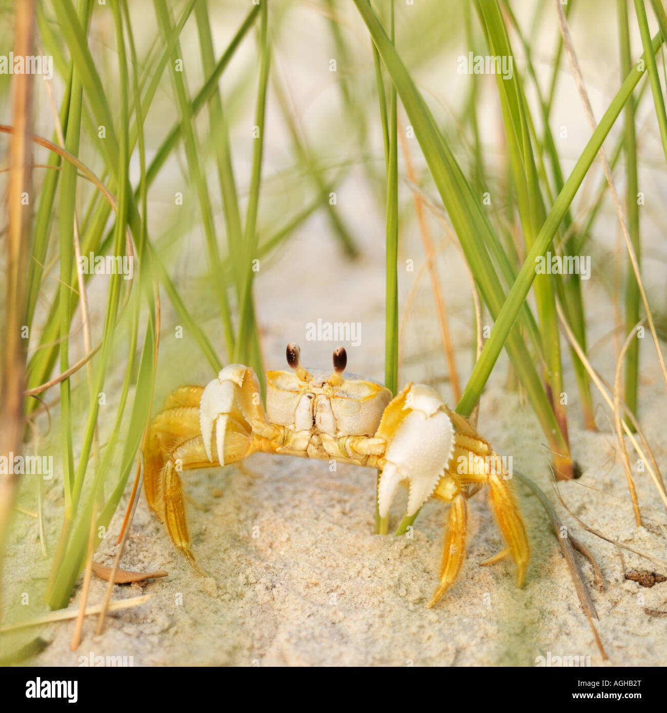 Close up of ghost crab on beach Stock Photo - Alamy