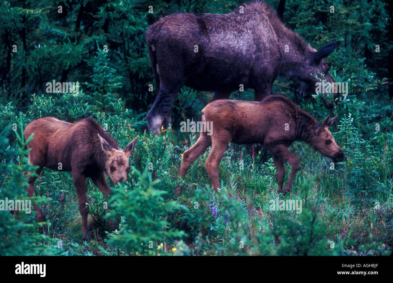 Glenn highway moose hi-res stock photography and images - Alamy