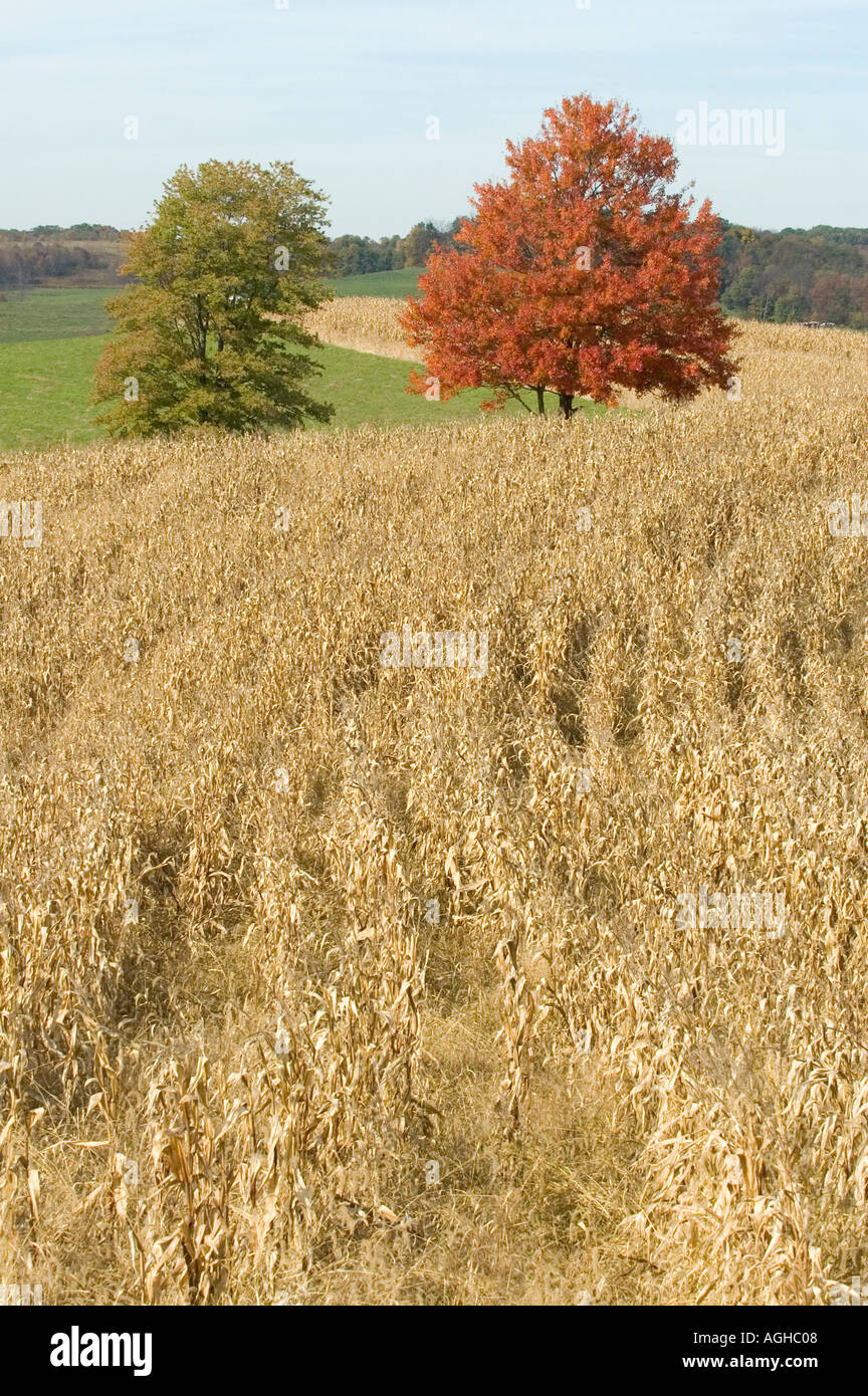 Corn Field Harvested In Ohio