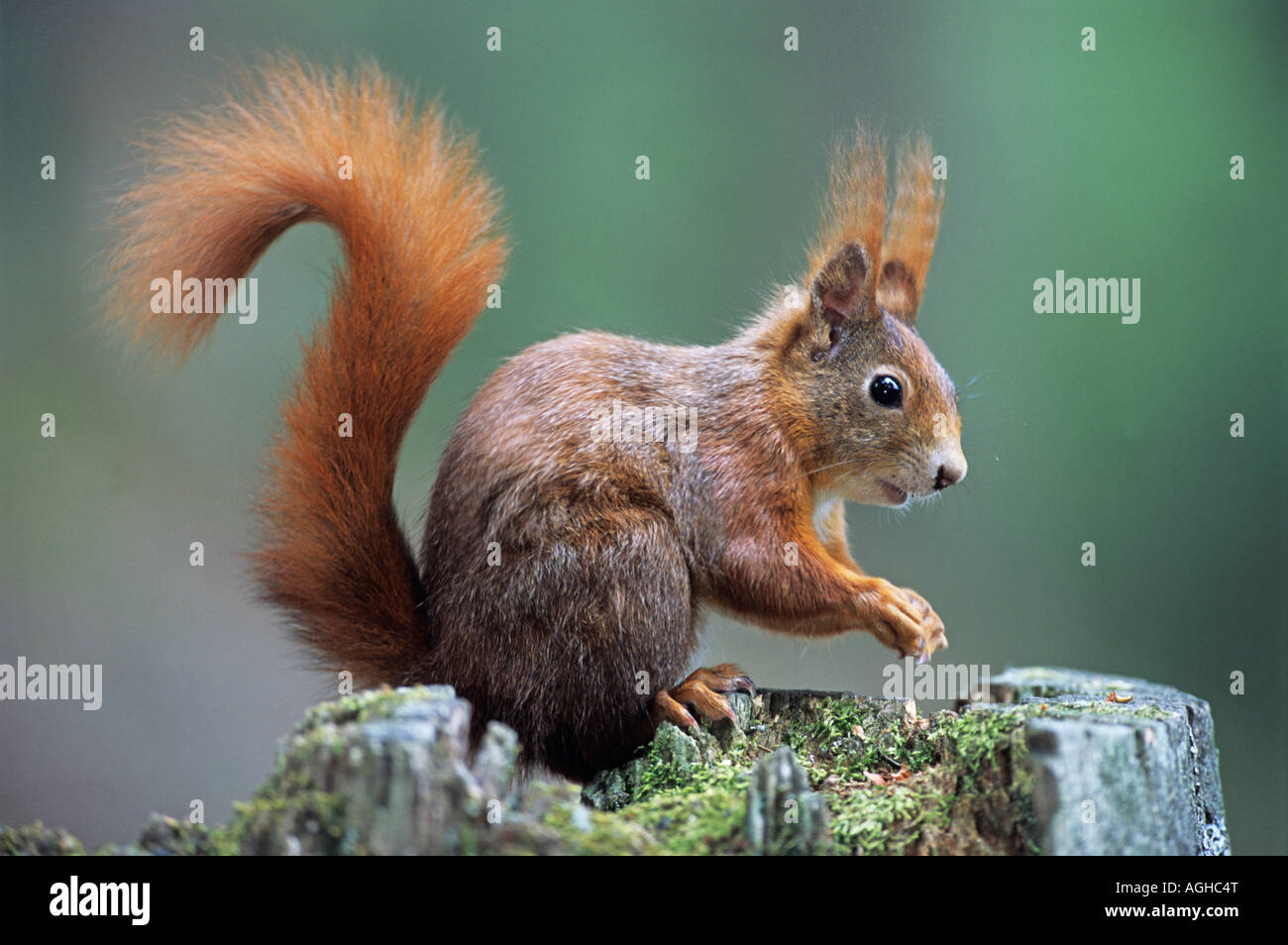 Eichhoernchen High Resolution Stock Photography and Images - Alamy