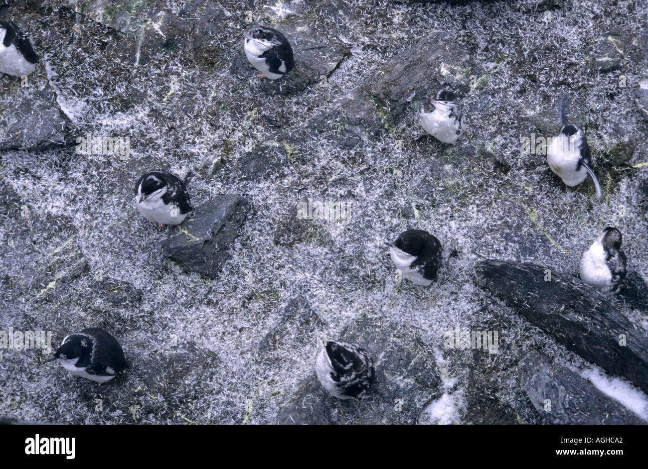 Antarctica penguins aerial hi-res stock photography and images - Alamy