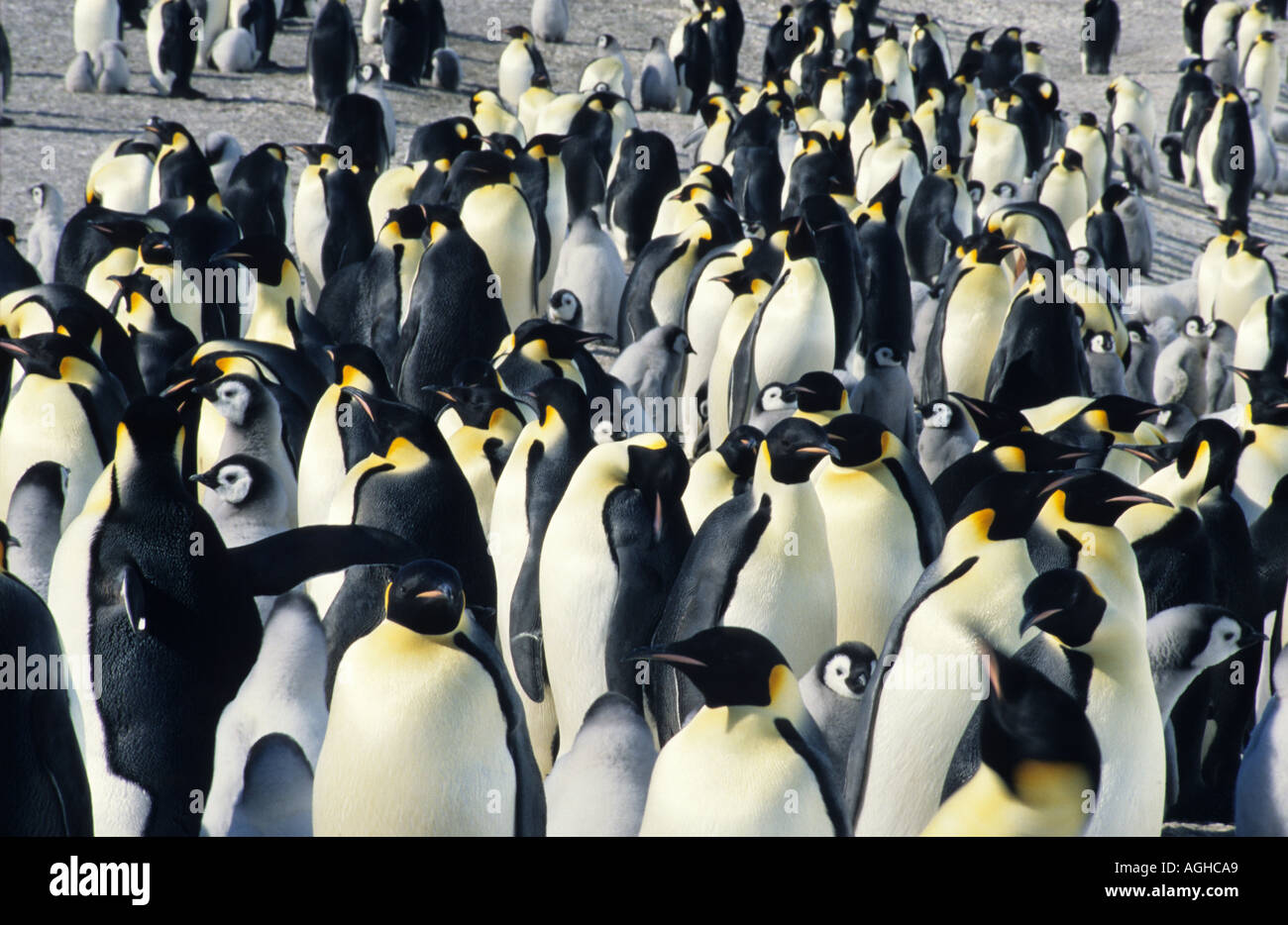 Emperor penguin huddle hi-res stock photography and images - Alamy