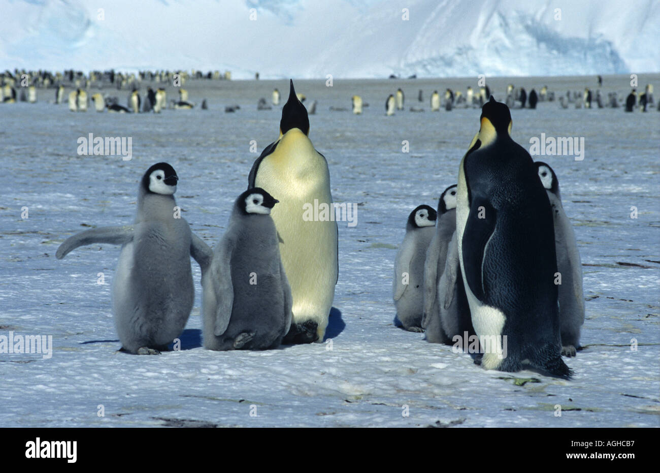 Emperor penguin creche hi-res stock photography and images - Alamy