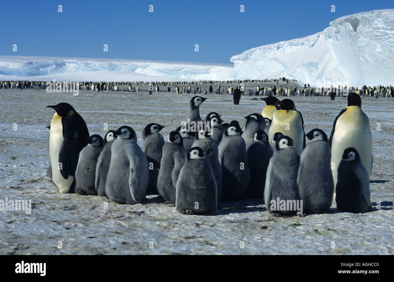 Emperor penguin chick creche hi-res stock photography and images - Alamy
