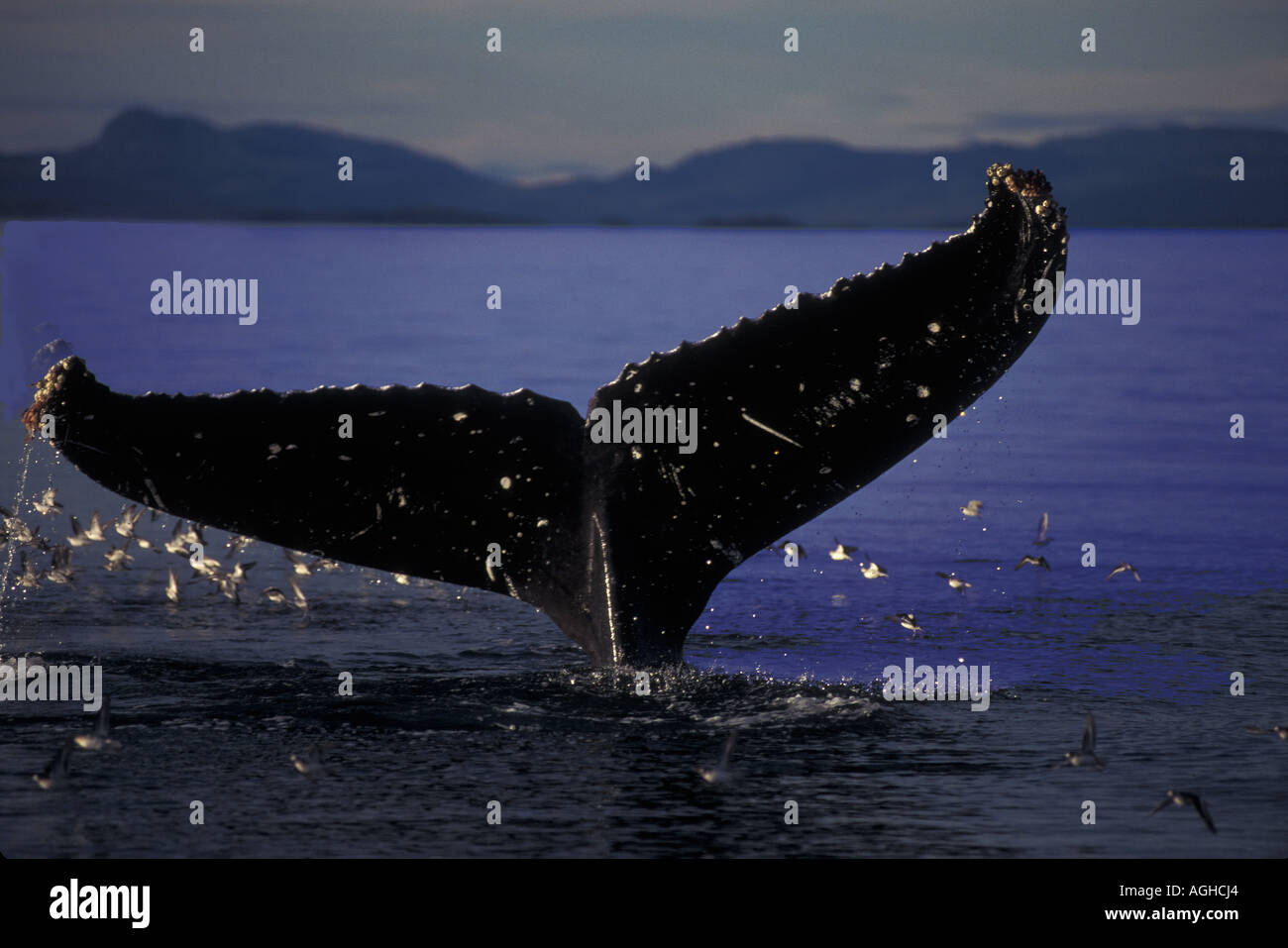 USA Alaska Southeast Alaska Inside Channel Frederick Sound Humpback ...