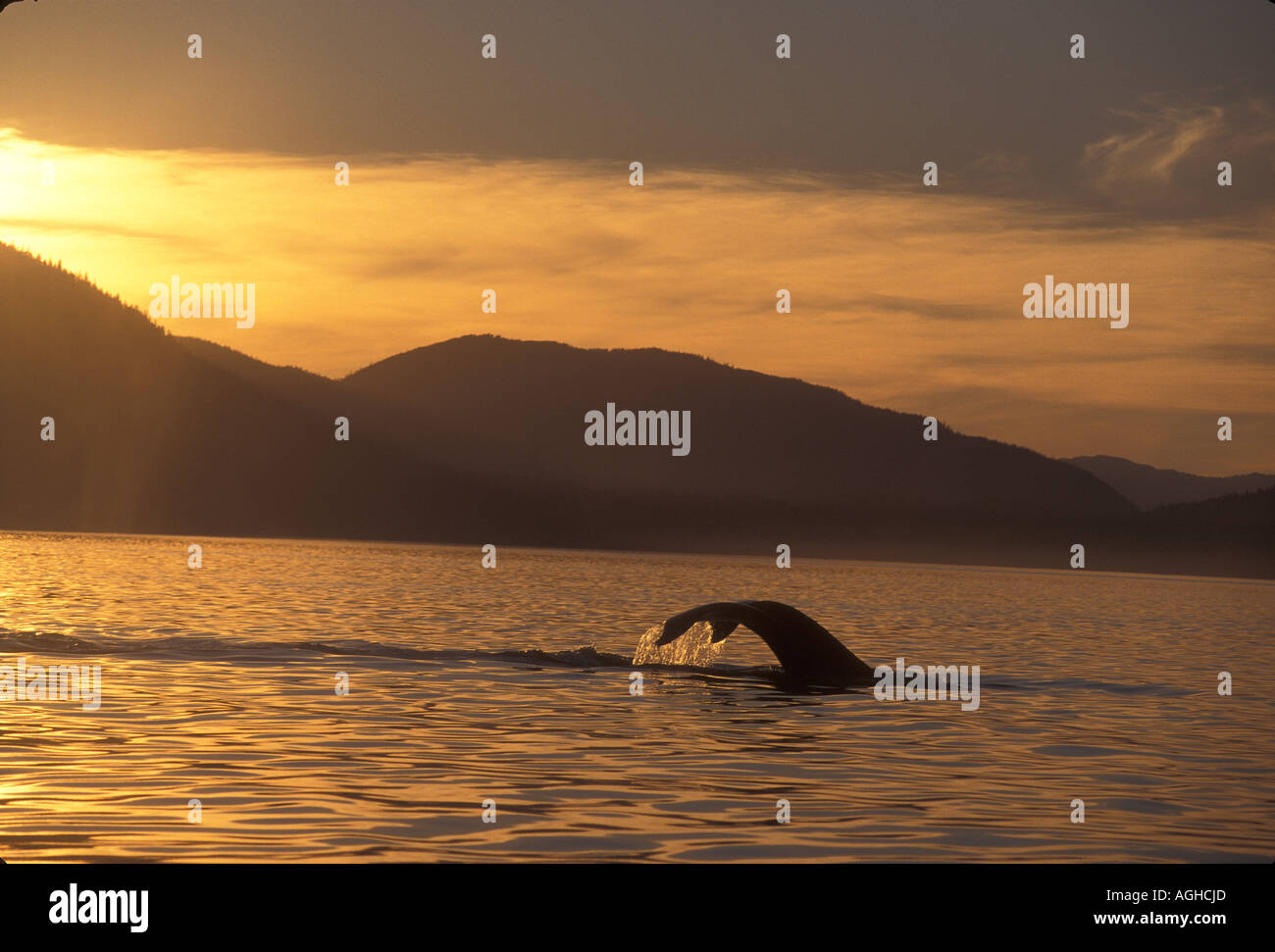 USA Alaska Southeast Alaska Inside Channel Frederick Sound Humpback ...