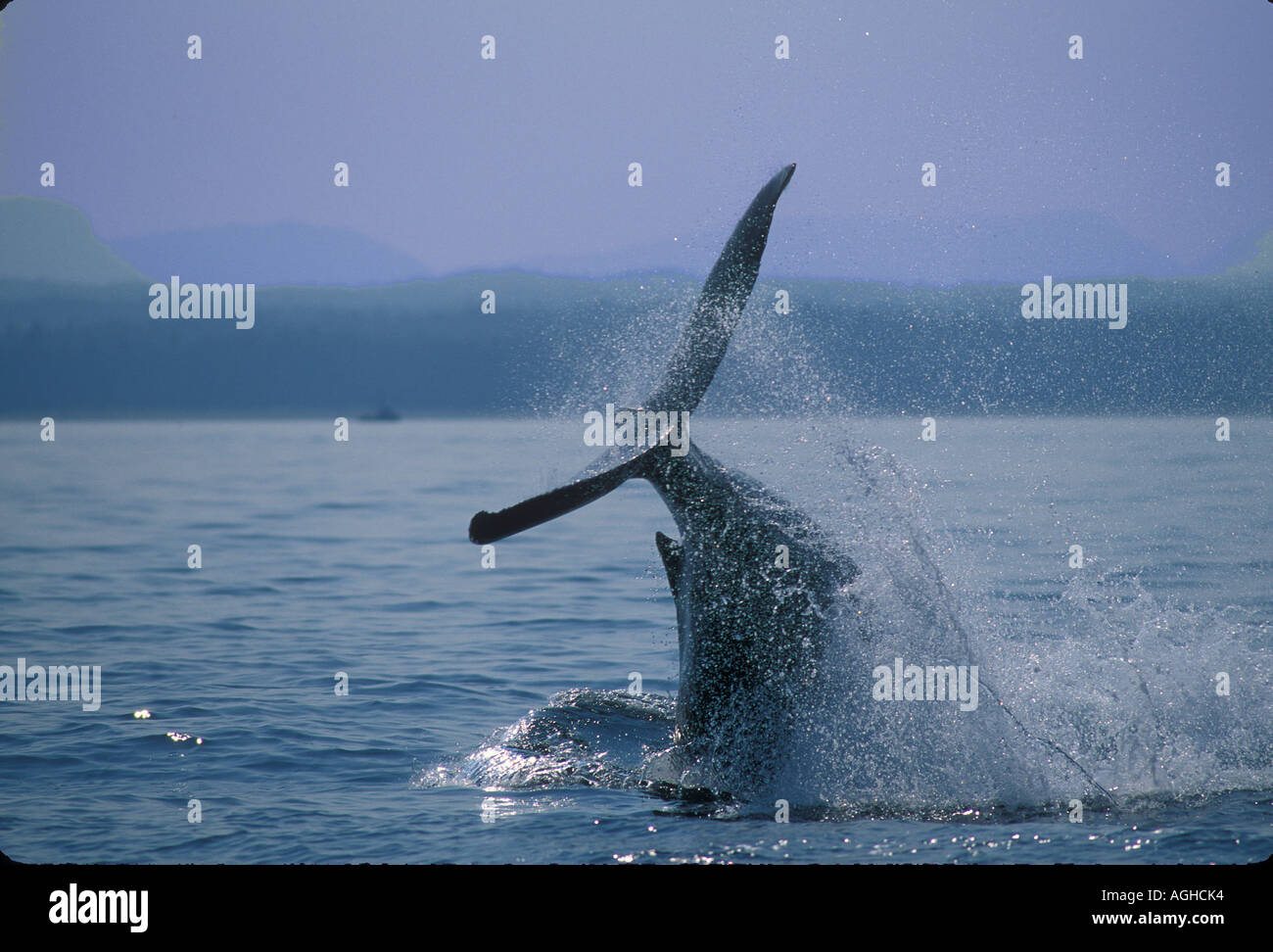 Alaska Southeast Alaska Inside Channel Frederick Sound Humpback Whale ...