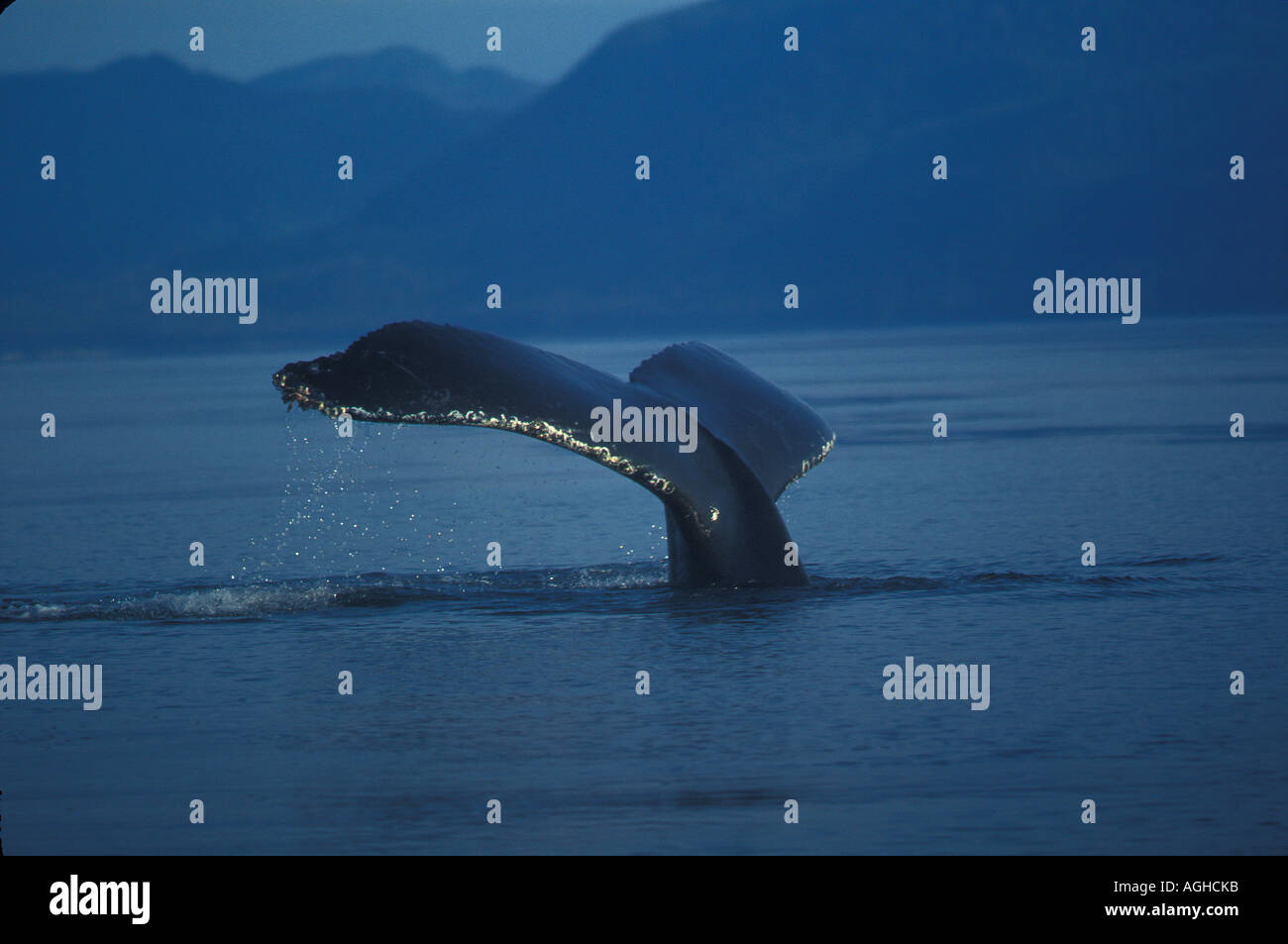 USA Alaska Southeast Alaska Inside Channel Frederick Sound Humpback ...