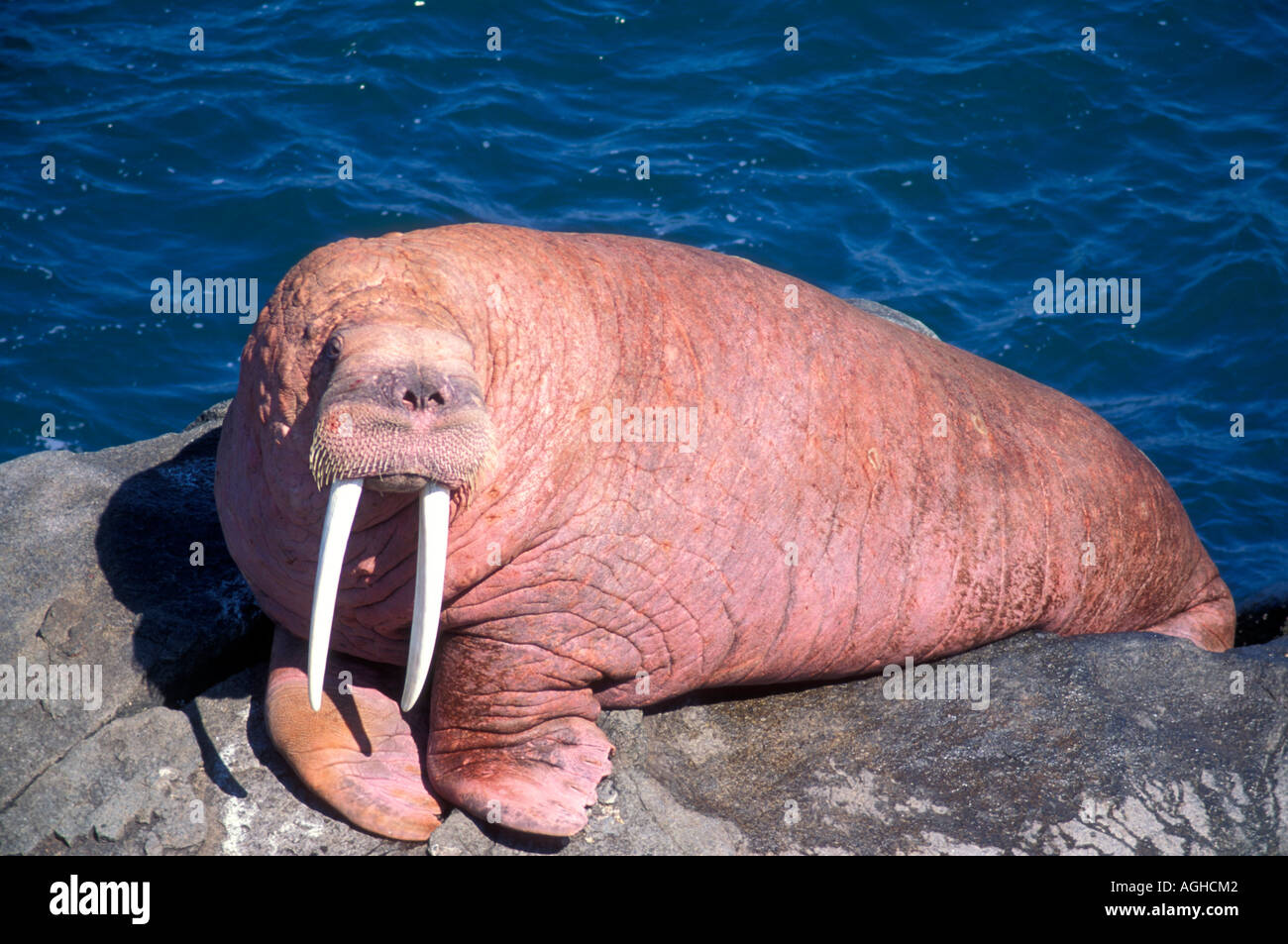 Wp0001ak hi-res stock photography and images - Alamy