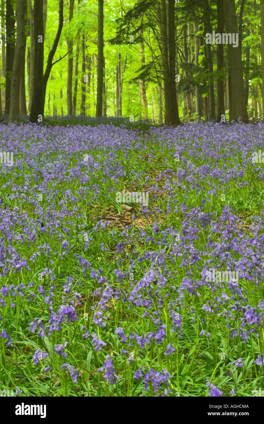 Bentley Woods High Resolution Stock Photography and Images - Alamy