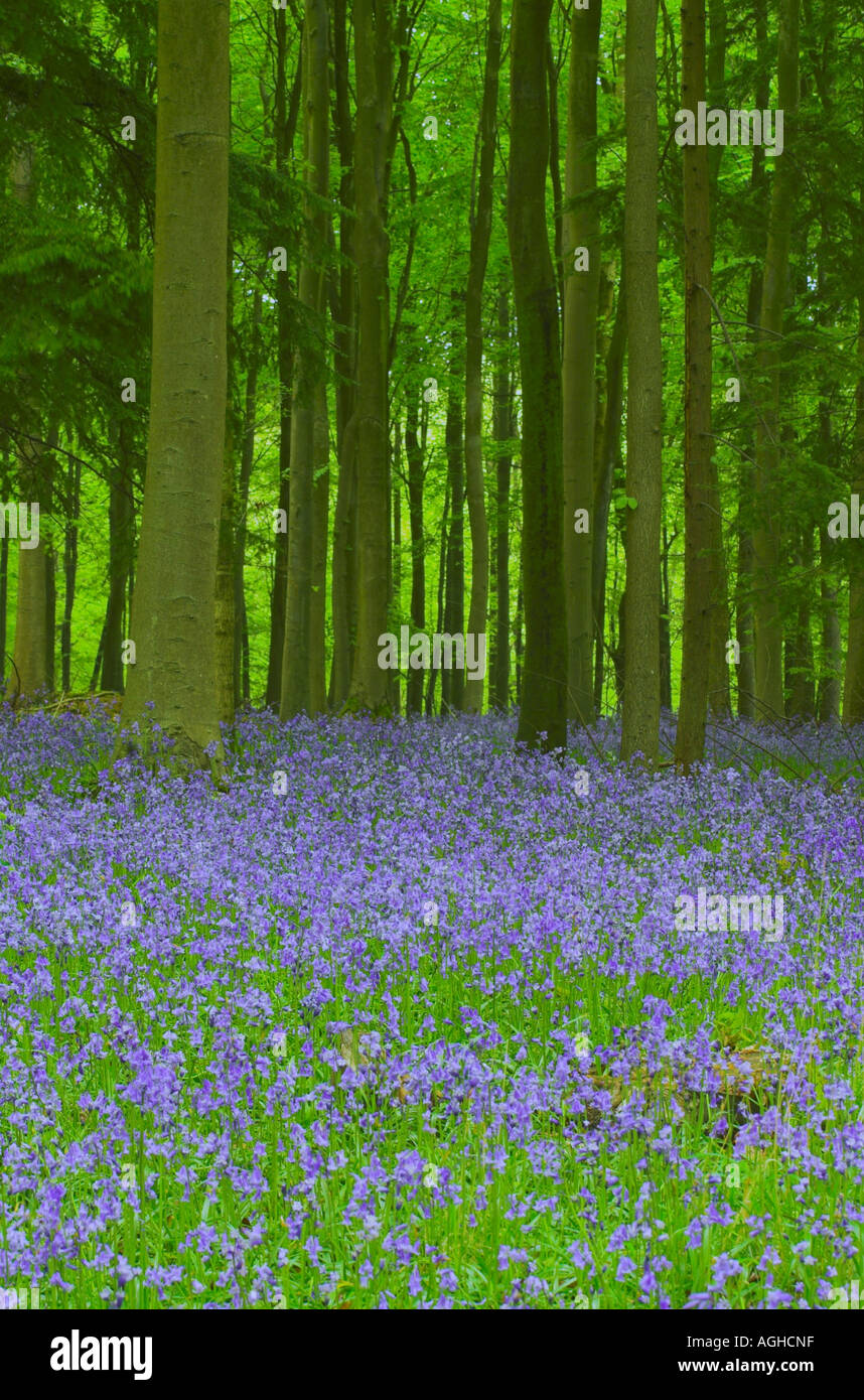 woodland carpeted with bluebells / wildflowers with upright trees and ...