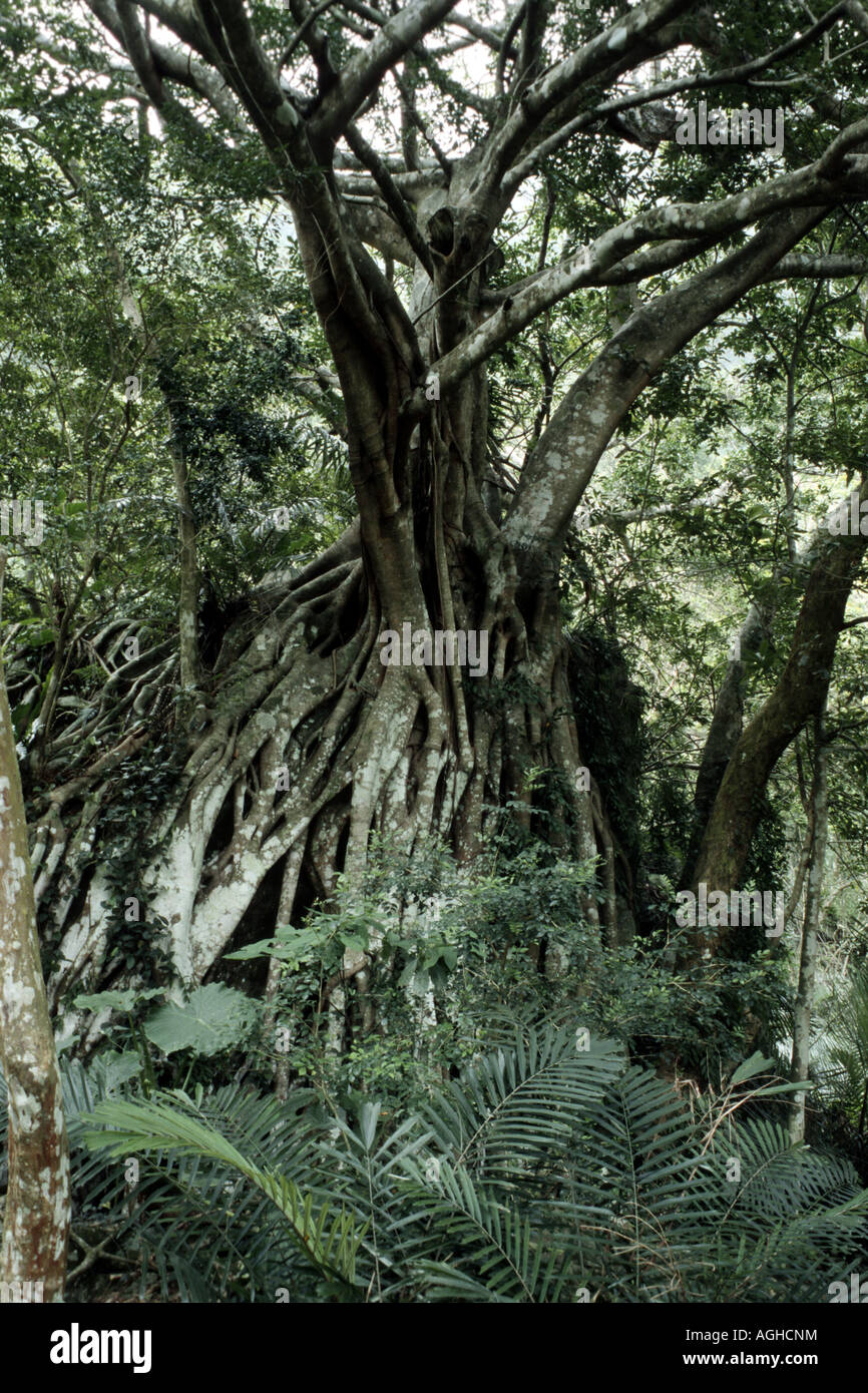 Weeping Fig, Strangling Fig (Ficus microcarpa), single plant in the ...