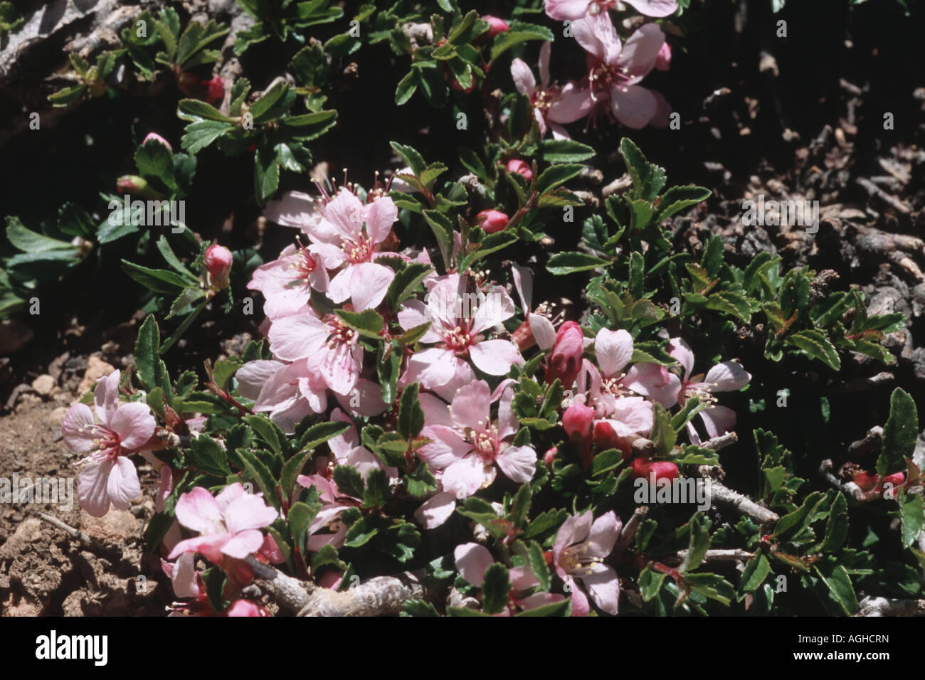mountain cherry (Prunus prostrata), blooming shrub, Greece, Creta ...