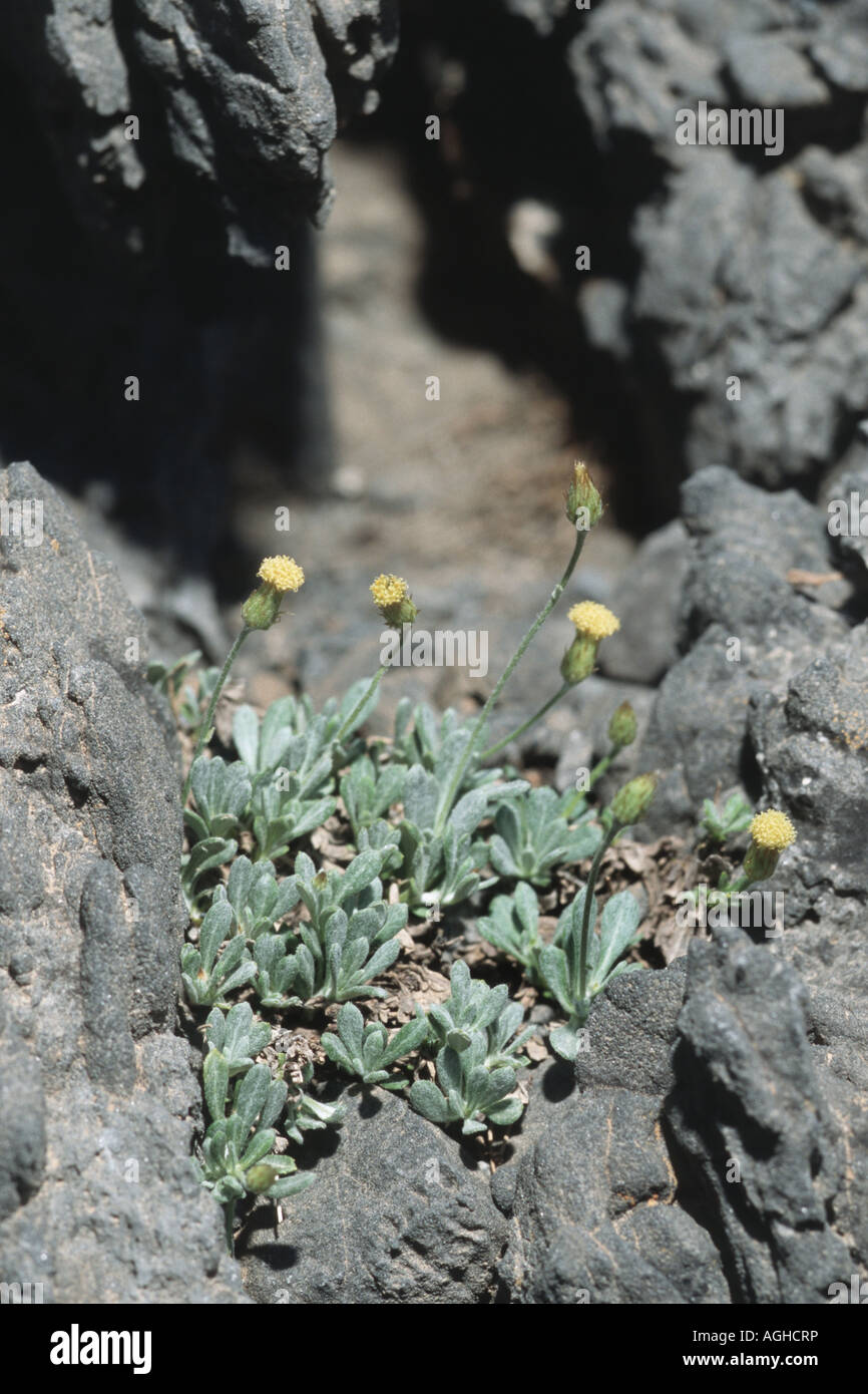Pygmaeum hi-res stock photography and images - Alamy
