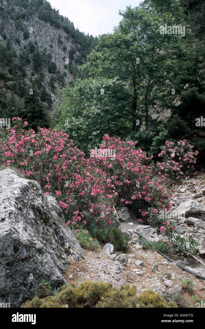 oleander (Nerium oleander), Agia Irini-Ravine with blooming shrubs ...