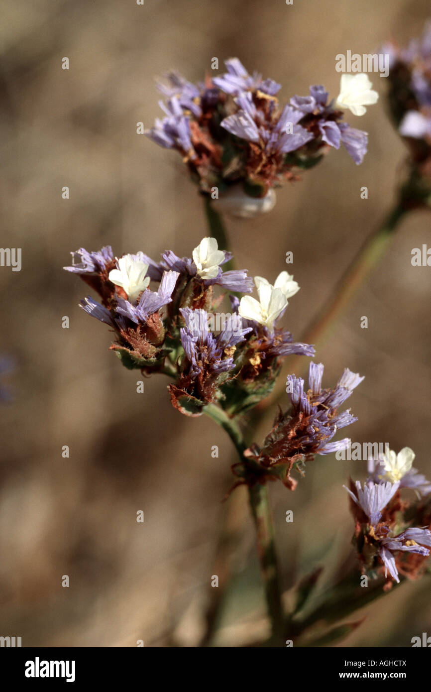 Sinuata statice hi-res stock photography and images - Alamy