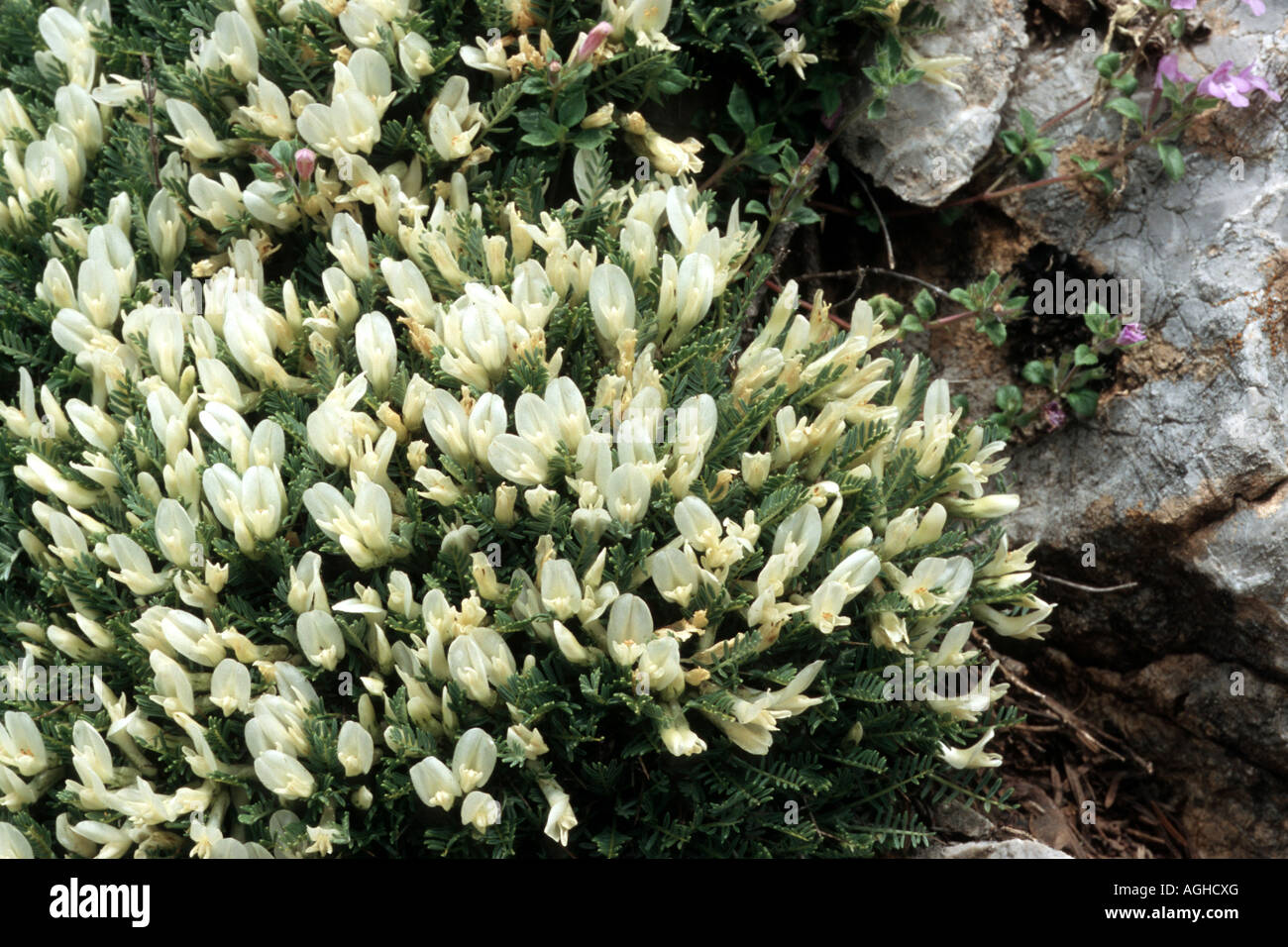 alpine milk-vetch (Astragalus angustifolius), blooming plant, Greece ...