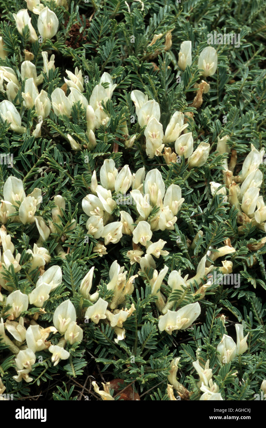 alpine milk-vetch (Astragalus angustifolia), blooming plant, Greece ...