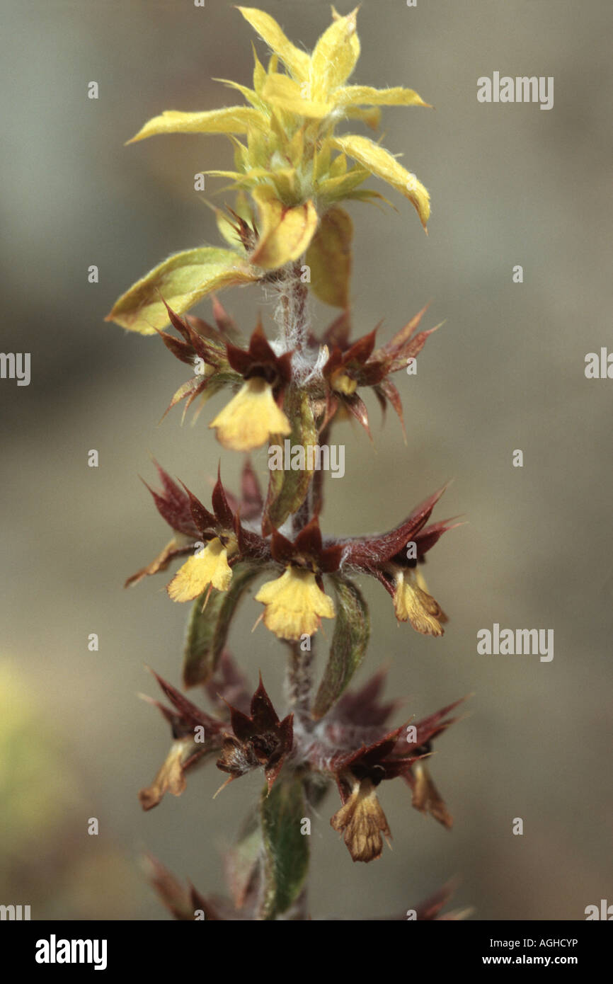 Sideritis plant greek mountain hi-res stock photography and images - Alamy