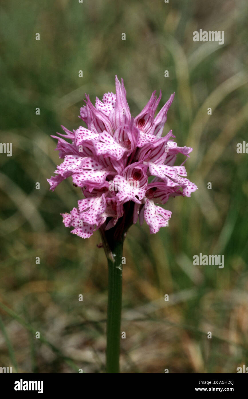 Toothed Orchid Orchis Tridentata High Resolution Stock Photography and ...