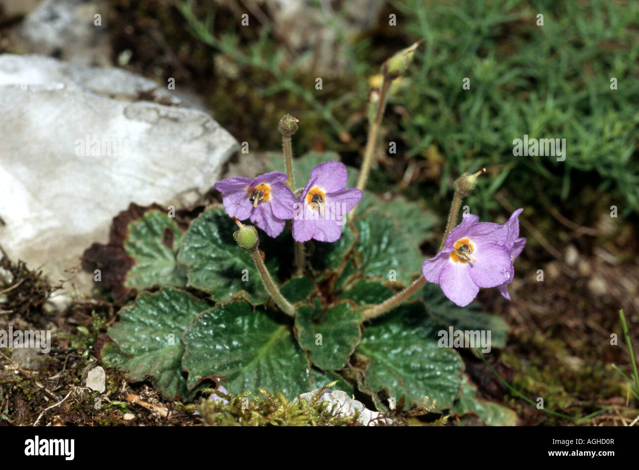 Ramonda plant hi-res stock photography and images - Alamy
