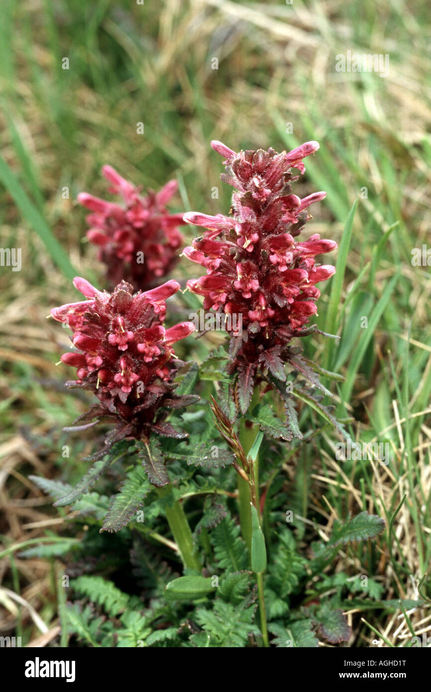 Lousewort (Pedicularis olympica), blooming plants, Greece, Voras Stock ...