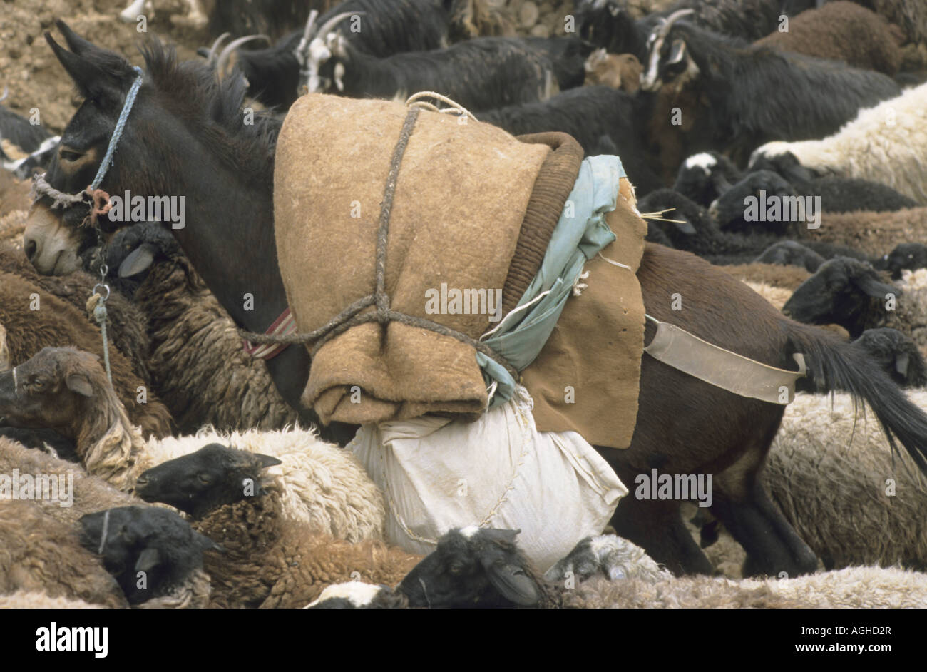 Pack animal transportation hi-res stock photography and images - Alamy