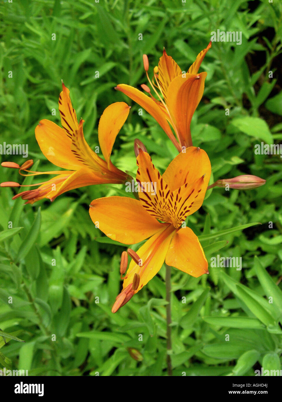 Peruvian lily, Golden lily-of-the-Incas, Golden Lily of the Incas ...