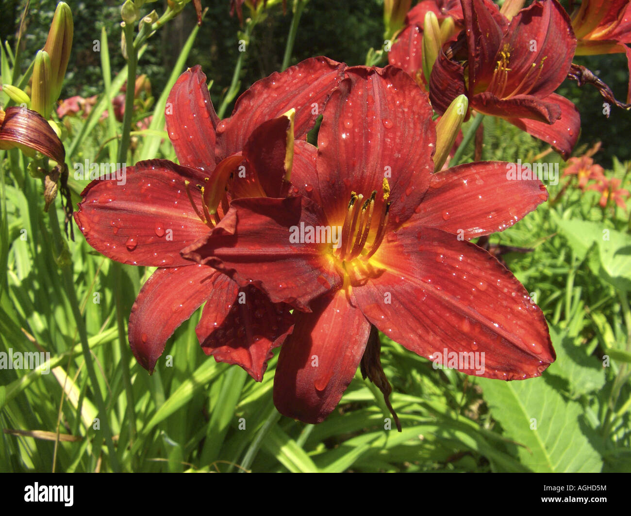 day lily hybrid (Hemerocallis 'Summer Wine', Hemerocallis Summer Wine ...