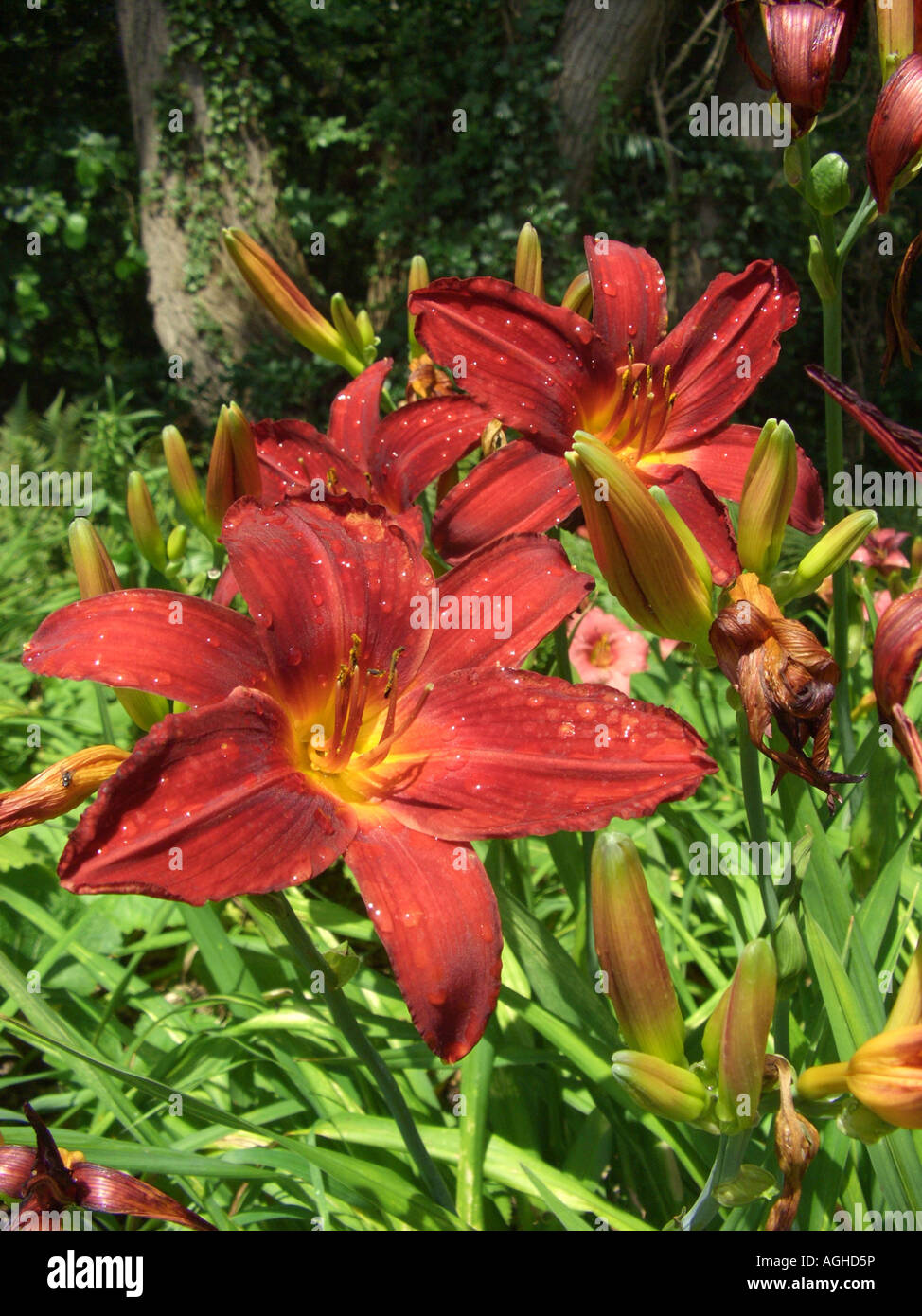 day lily hybrid (Hemerocallis 'Summer Wine', Hemerocallis Summer Wine ...