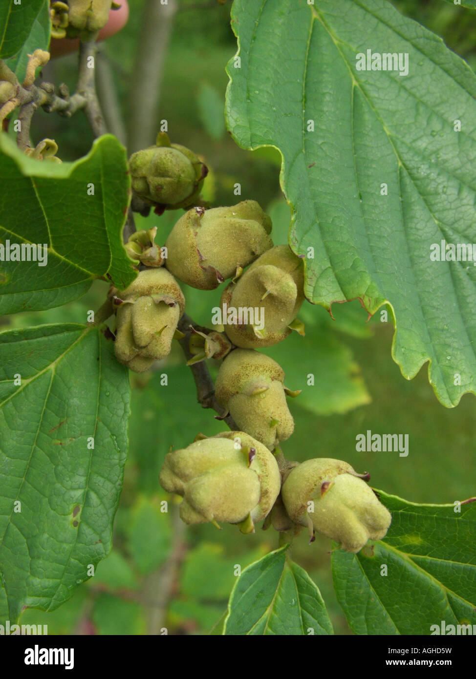 Spring witch hazel (Hamamelis vernalis), young fruits Stock Photo - Alamy