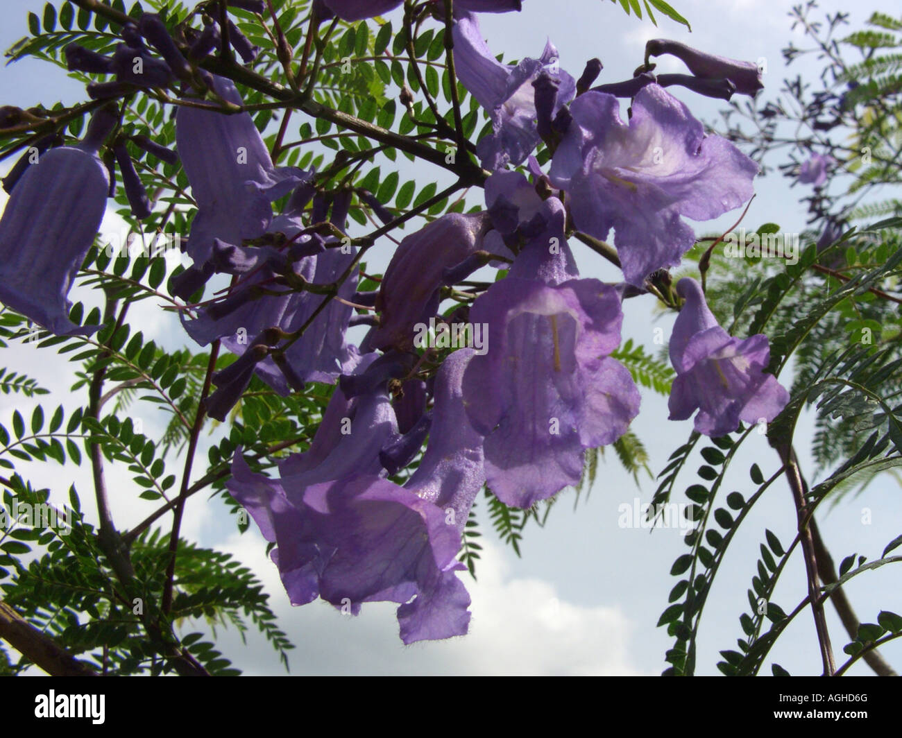 Jacaranda mimosifolia branches flowers hi-res stock photography and ...