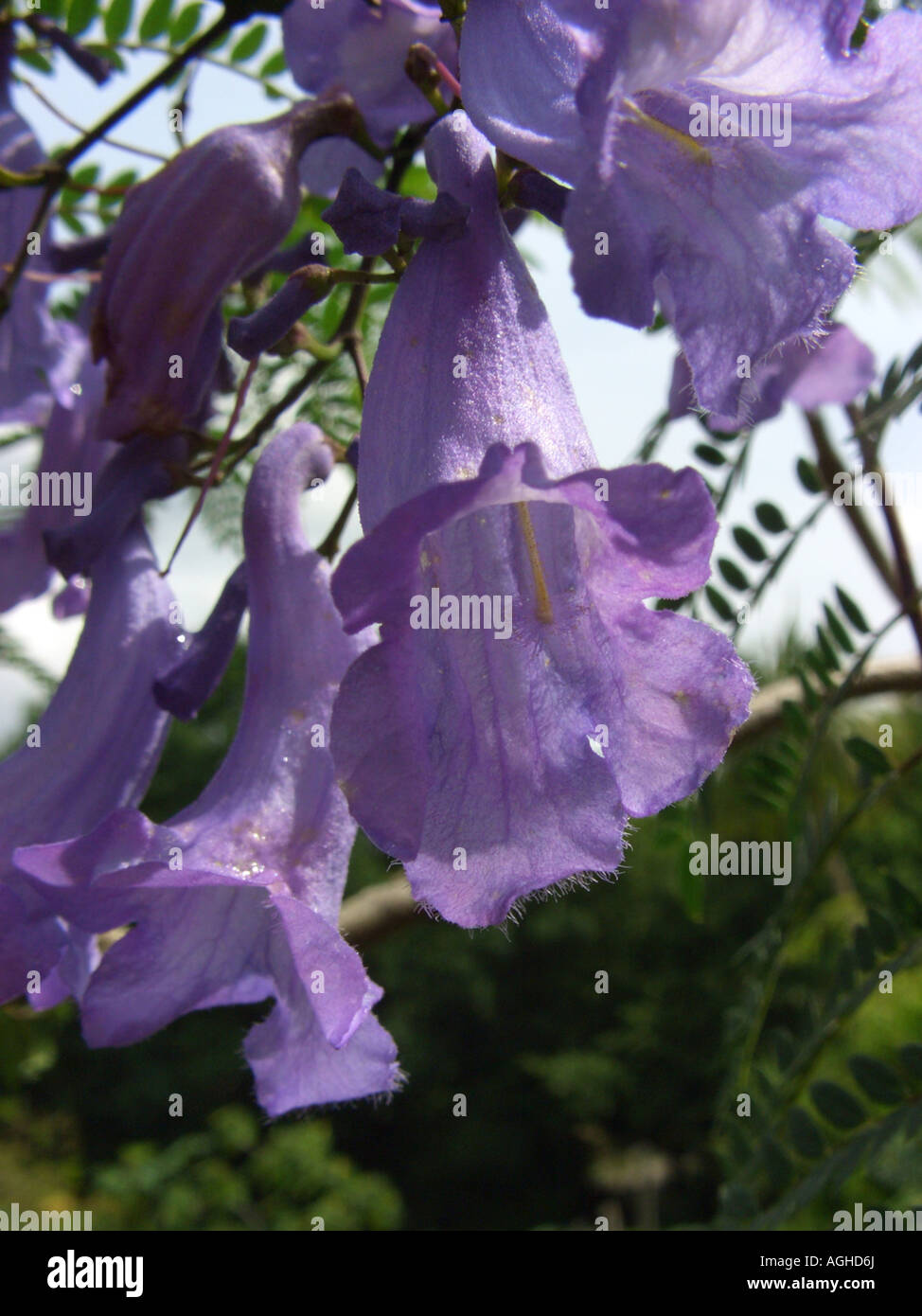 Jacaranda Wood High Resolution Stock Photography and Images - Alamy