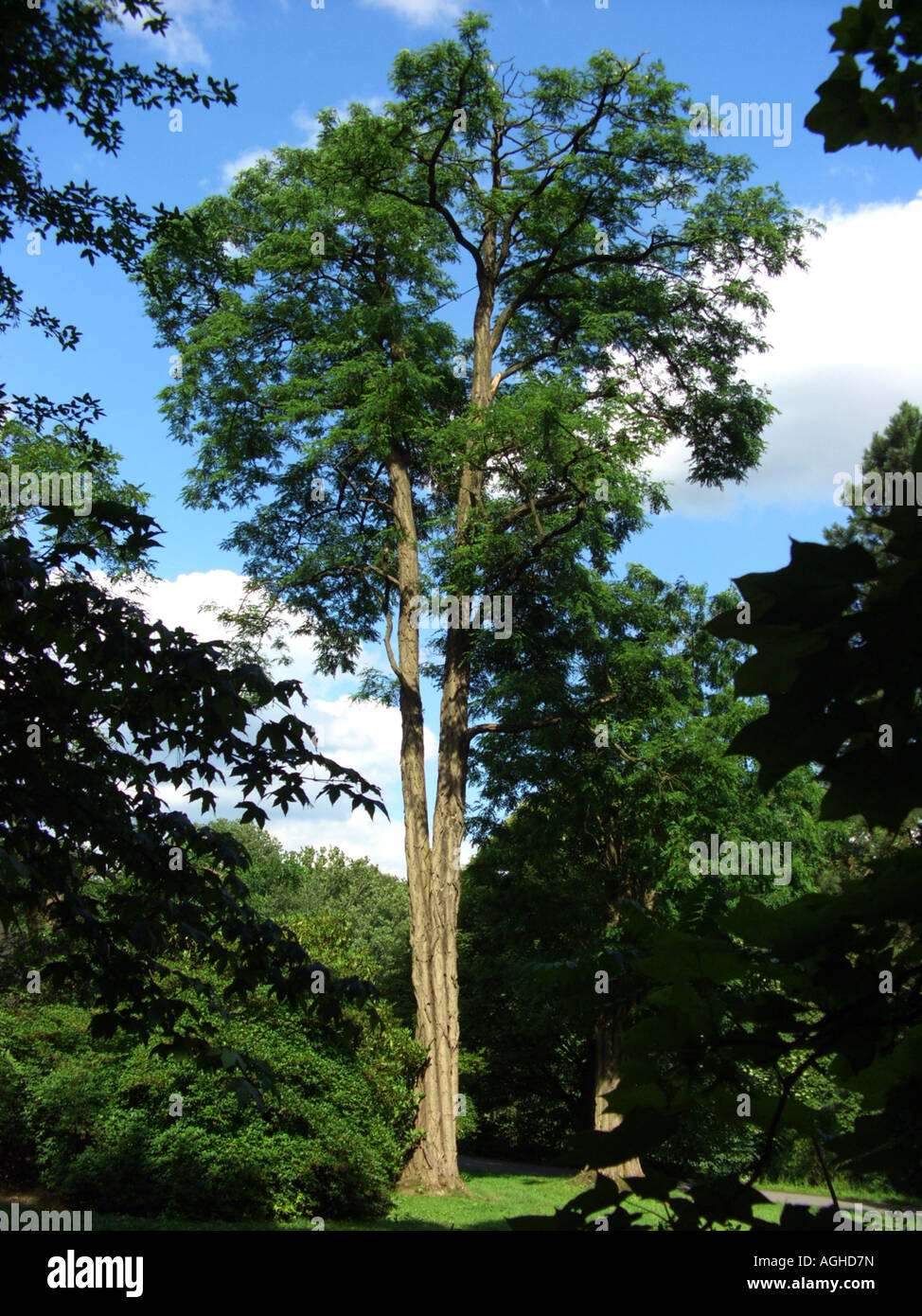 common locust, black locust, robinia (Robinia pseudoacacia), single ...