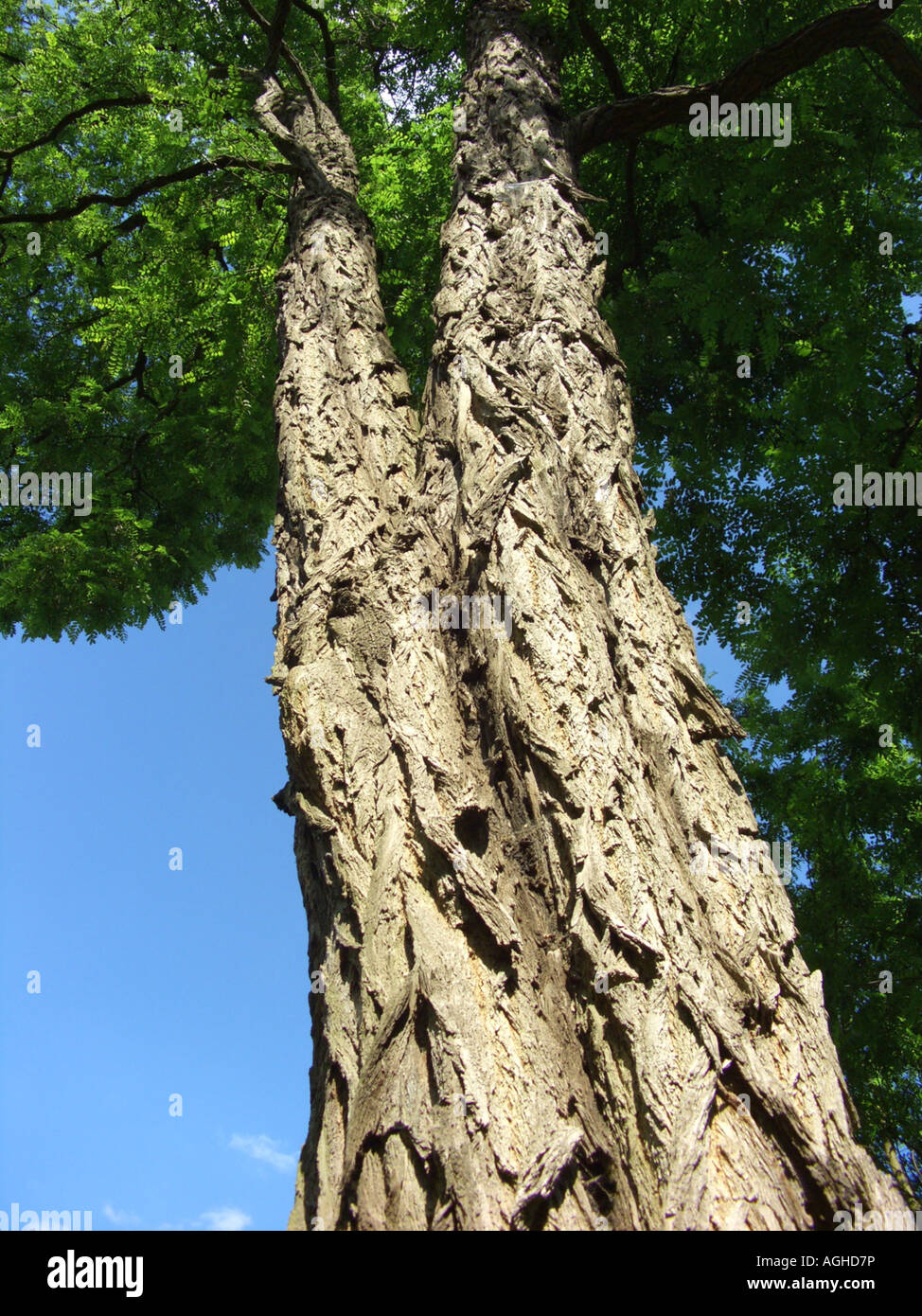 common locust, black locust, robinia (Robinia pseudoacacia), stem Stock ...