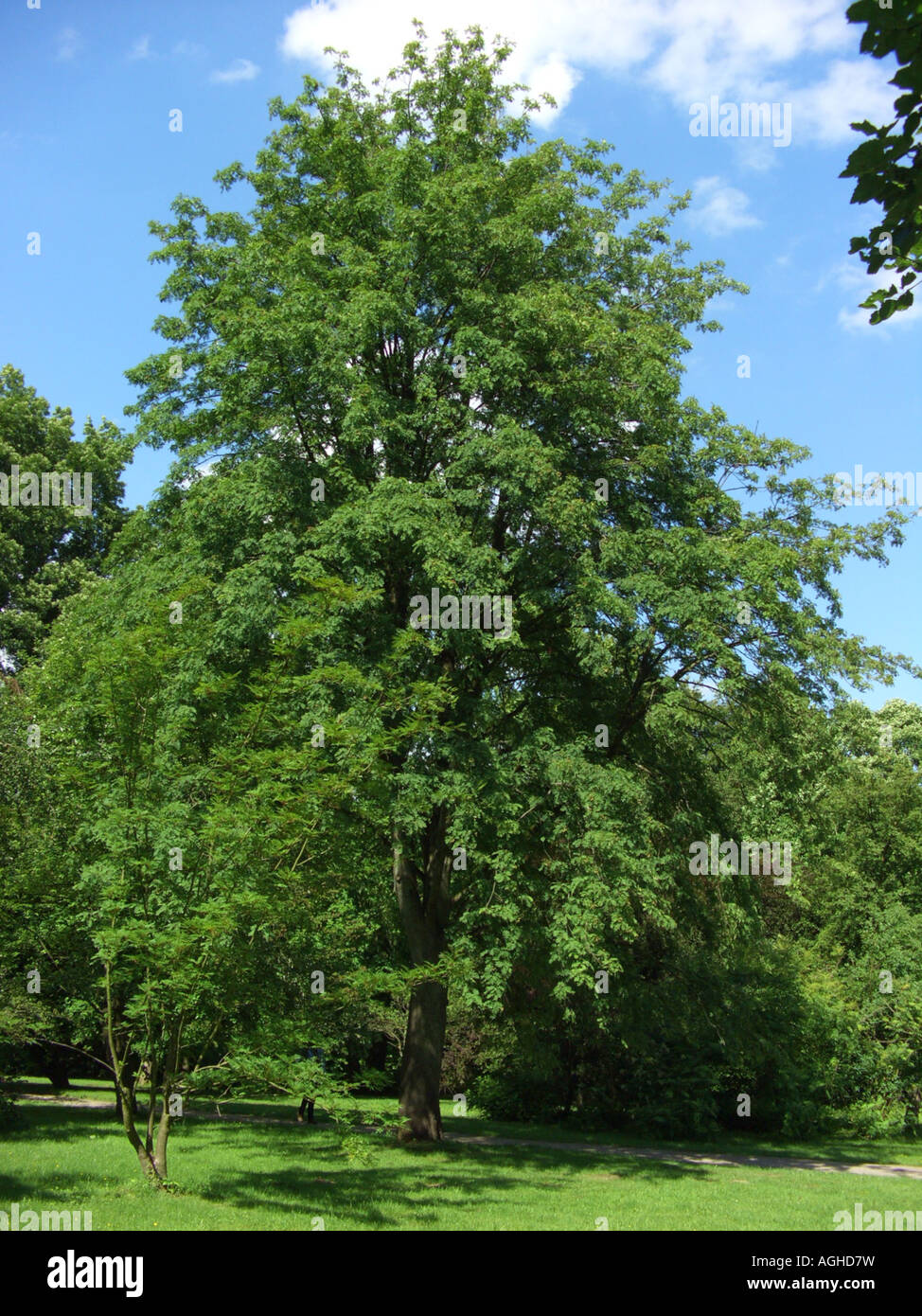 service-tree (Sorbus domestica), single tree in a park Stock Photo - Alamy