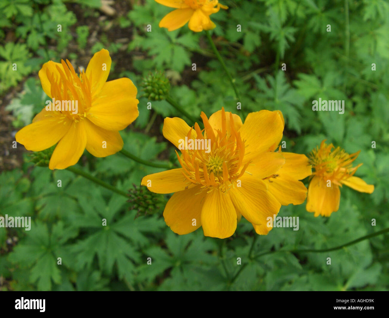 Chinese globeflower, Orange globe flower (Trollius chinensis 'Golden ...