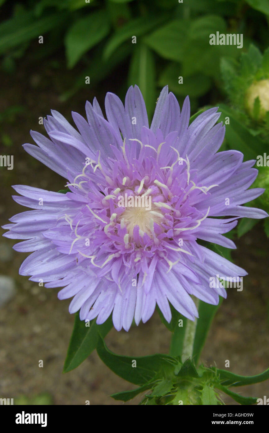 Stokes Aster, Stoke's Aster (Stokesia laevis), inflorescence Stock ...
